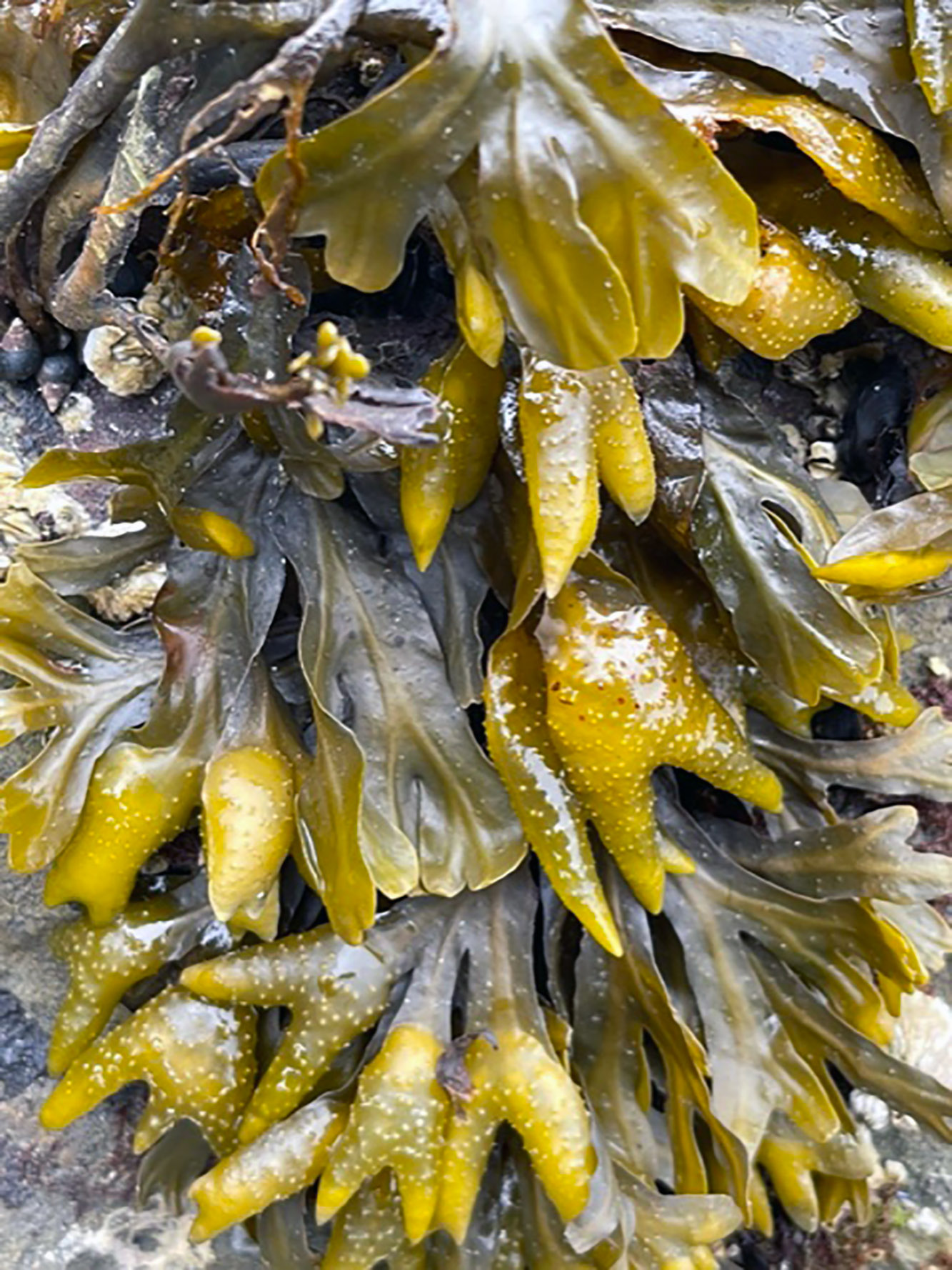 Celebrate Earth Day through song and seaweed - Whidbey Weekly