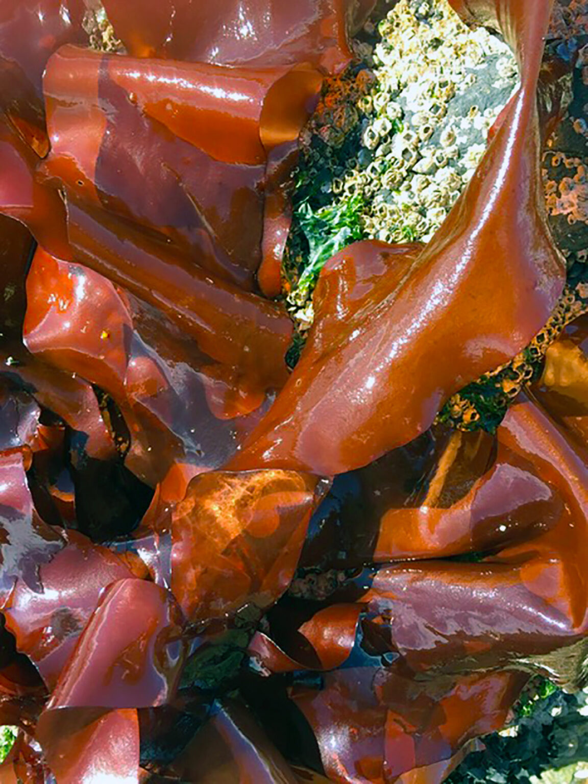 Celebrate Earth Day through song and seaweed - Whidbey Weekly