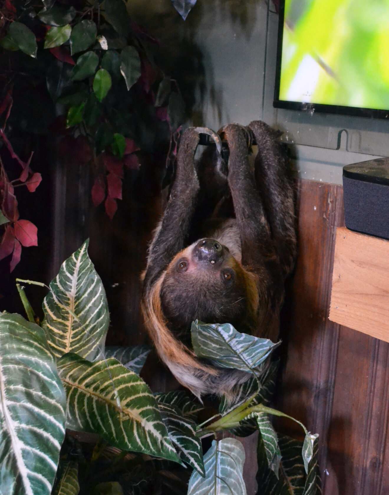 Wildlife Sanctuary offers unique Whidbey experience - Whidbey Weekly